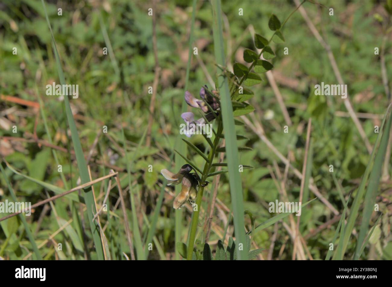 Bush Vetch (Vicia sepium) Plantae Stock Photo - Alamy