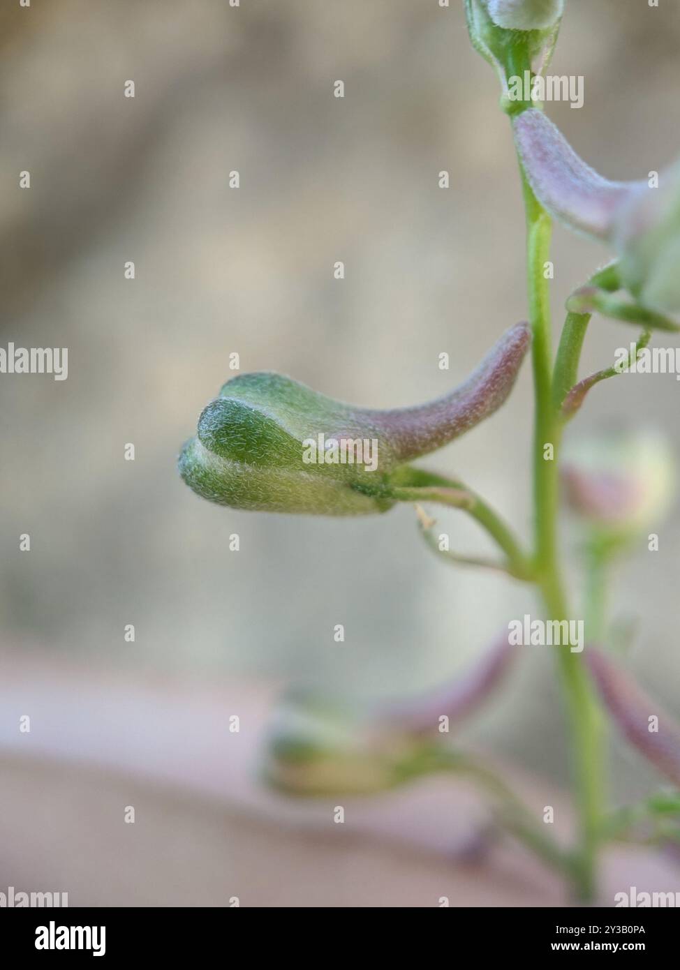 Pinoche Creek larkspur (Delphinium gypsophilum) Plantae Stock Photo - Alamy