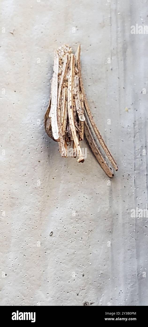 Common Bagworm Moth (Psyche casta) Insecta Stock Photo - Alamy