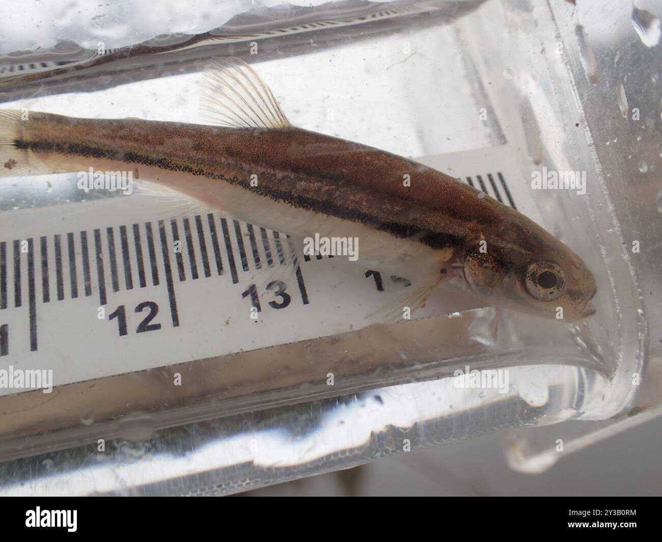 Redbelly Daces and Allies (Chrosomus) Actinopterygii Stock Photo - Alamy