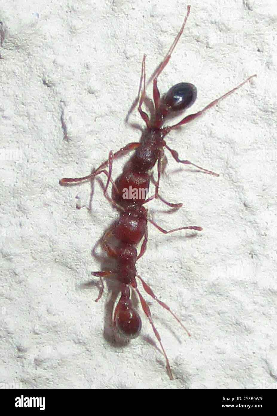 Common Fierce Ant (Tetramorium sericeiventre) Insecta Stock Photo - Alamy