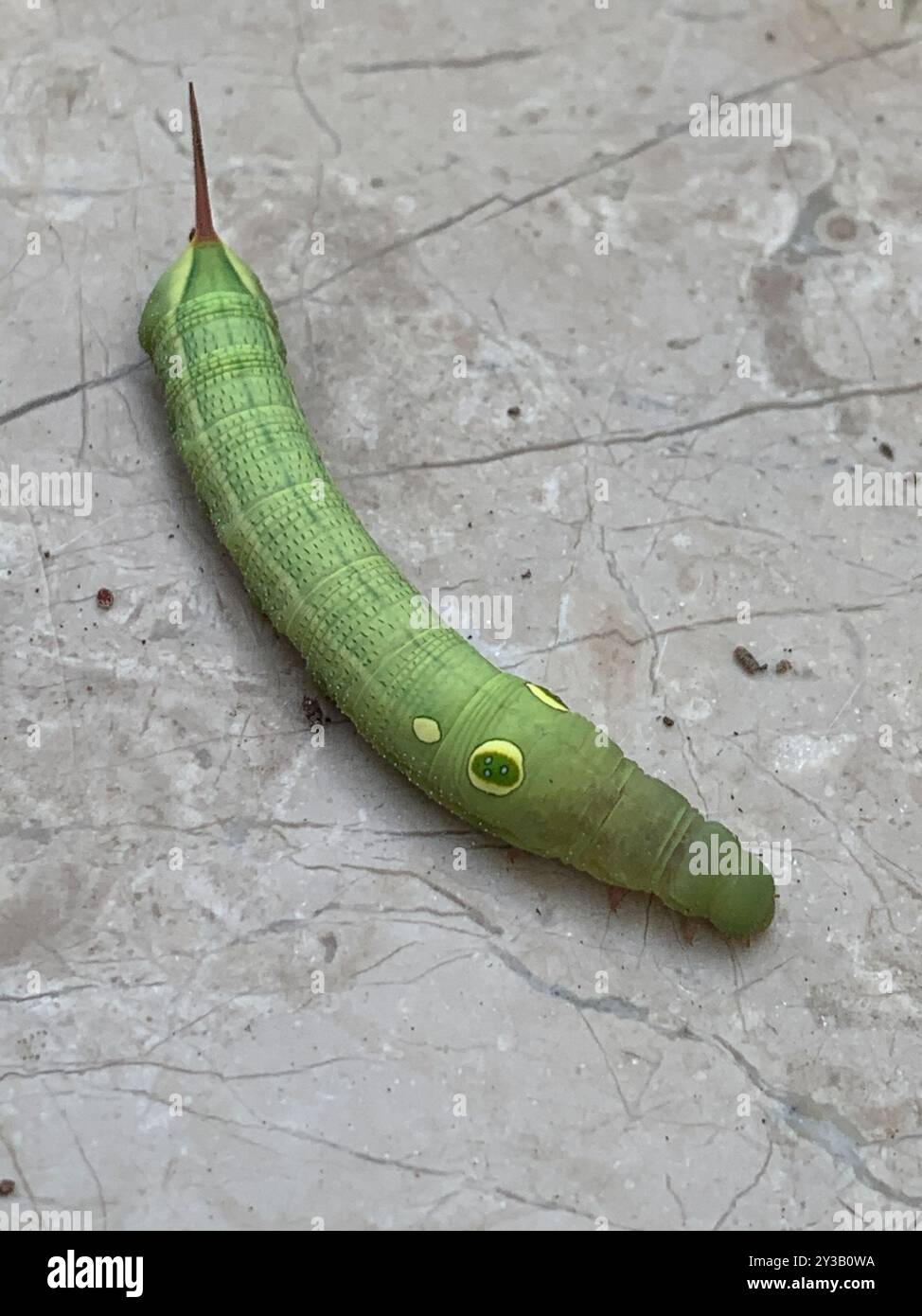 Vine Hawkmoth (Hippotion celerio) Insecta Stock Photo - Alamy