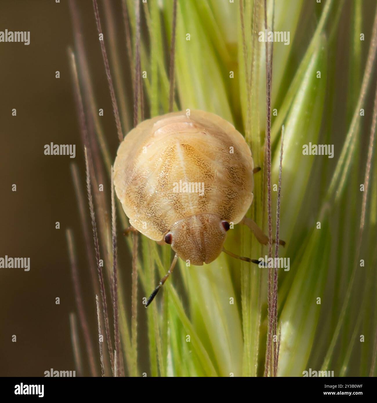 Stink Bugs, Shield Bugs, and Allies (Pentatomoidea) Insecta Stock Photo ...