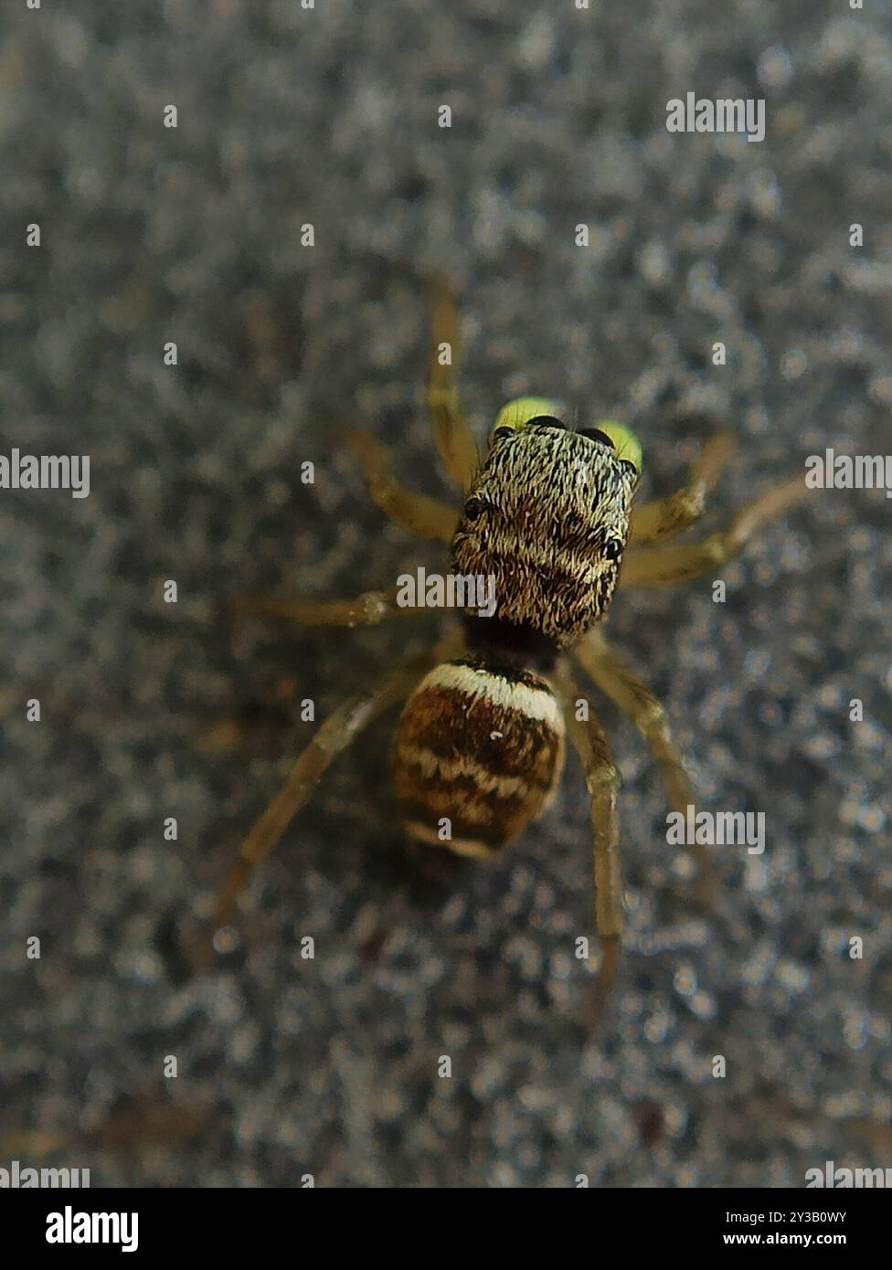 Sun Jumping Spiders (Heliophanus) Arachnida Stock Photo - Alamy