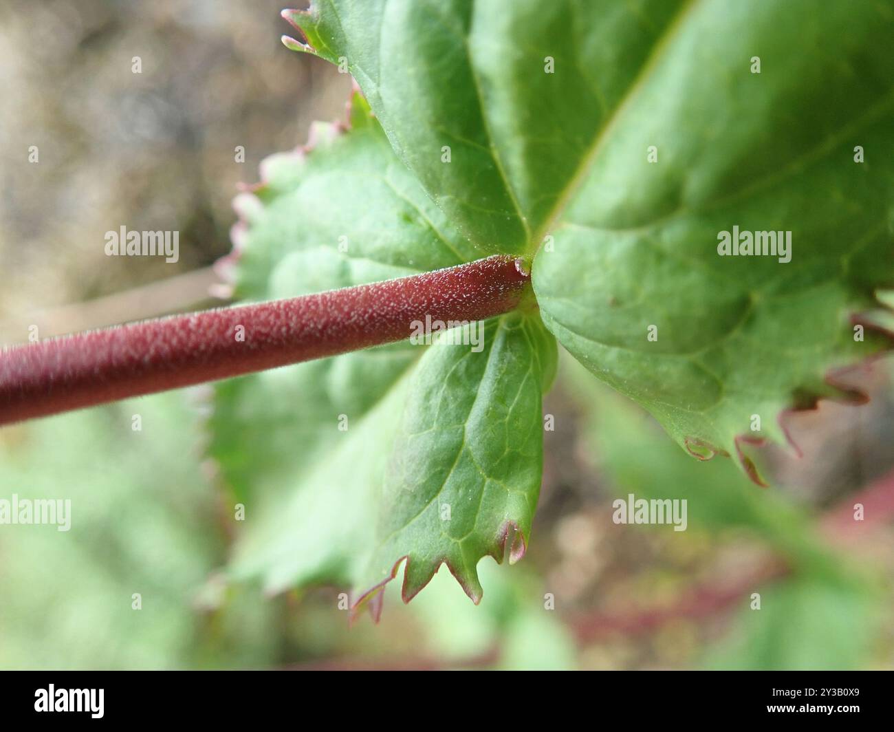 Cascade Beardtongue (Penstemon serrulatus) Plantae Stock Photo - Alamy