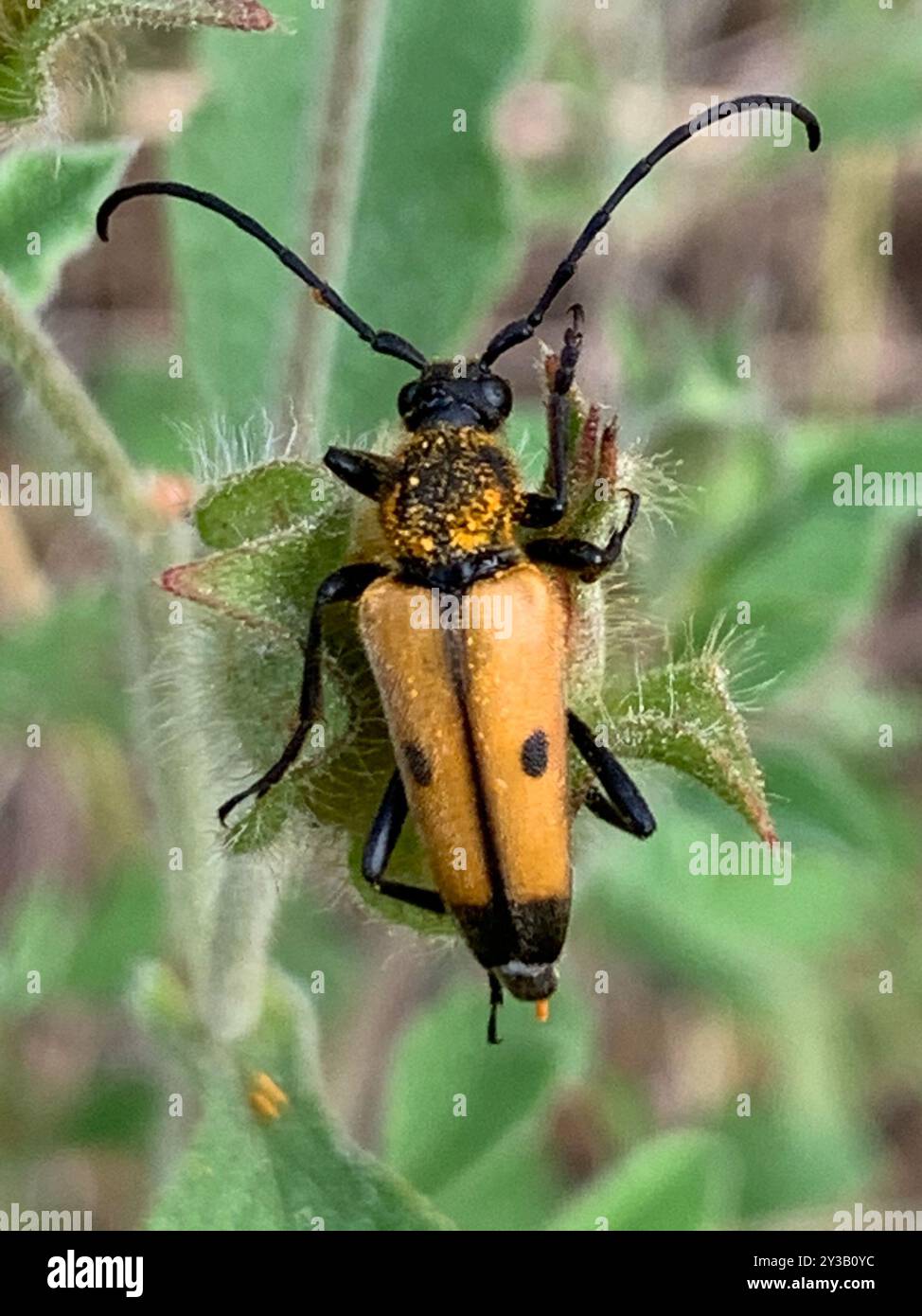 Vadonia bisignata hi-res stock photography and images - Alamy