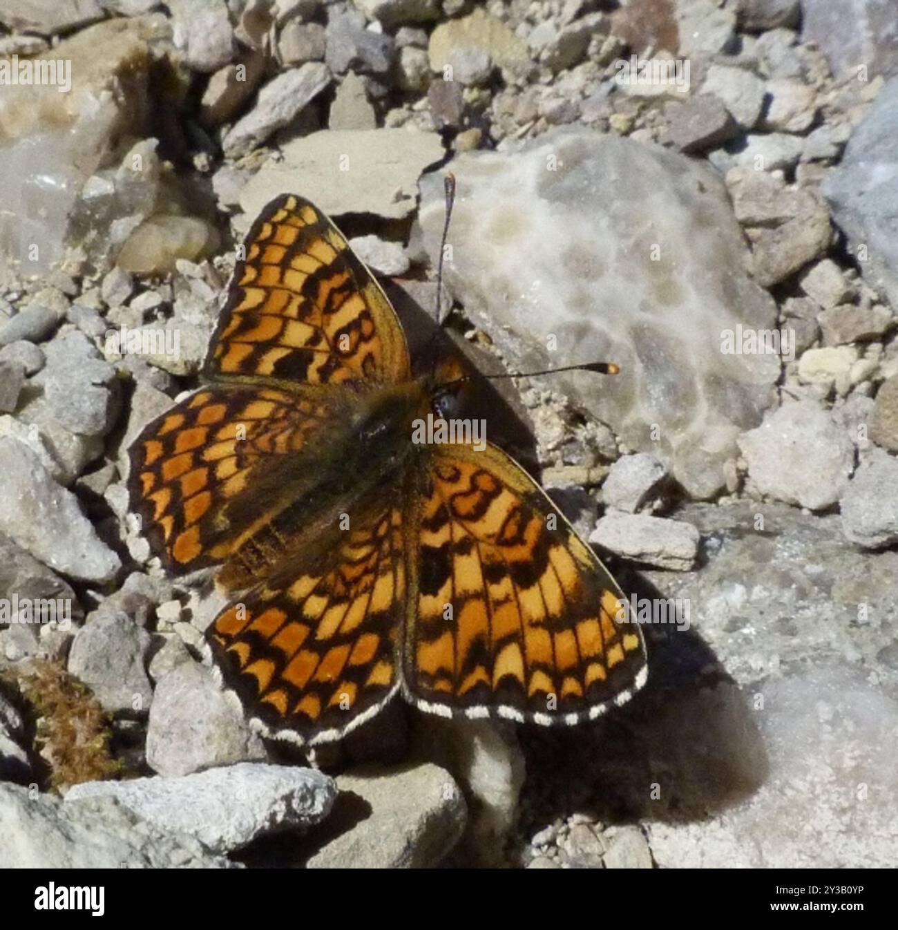Knapweed Fritillary (Melitaea phoebe) Insecta Stock Photo - Alamy