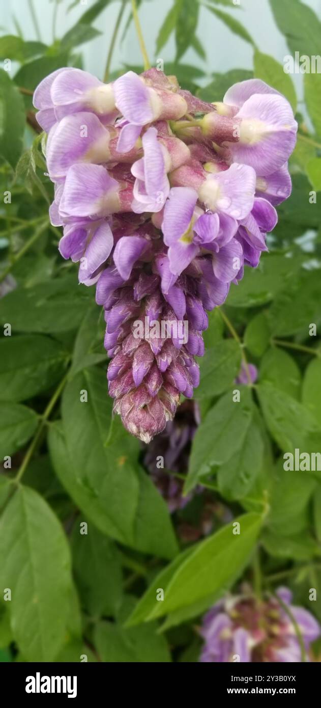American wisteria (Wisteria frutescens) Plantae Stock Photo - Alamy