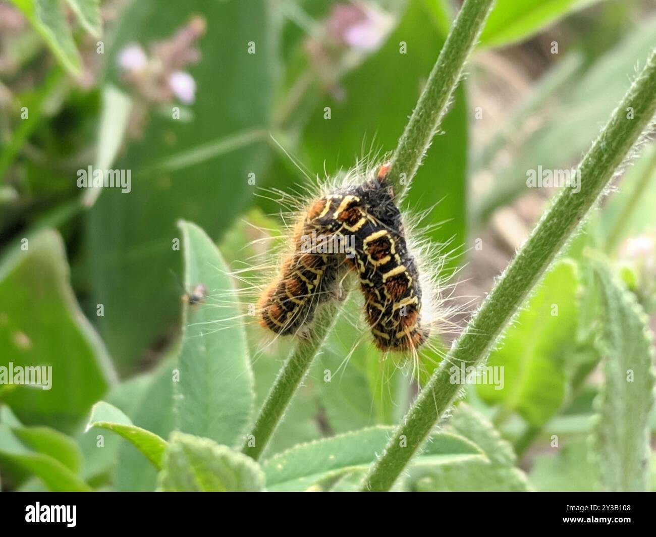 Small Eggar (Eriogaster lanestris) Insecta Stock Photo - Alamy
