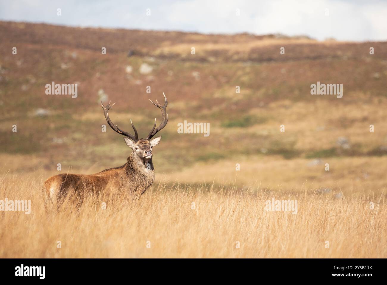 A red deer stag walking close to Curbar Edge in the Peak District Stock ...
