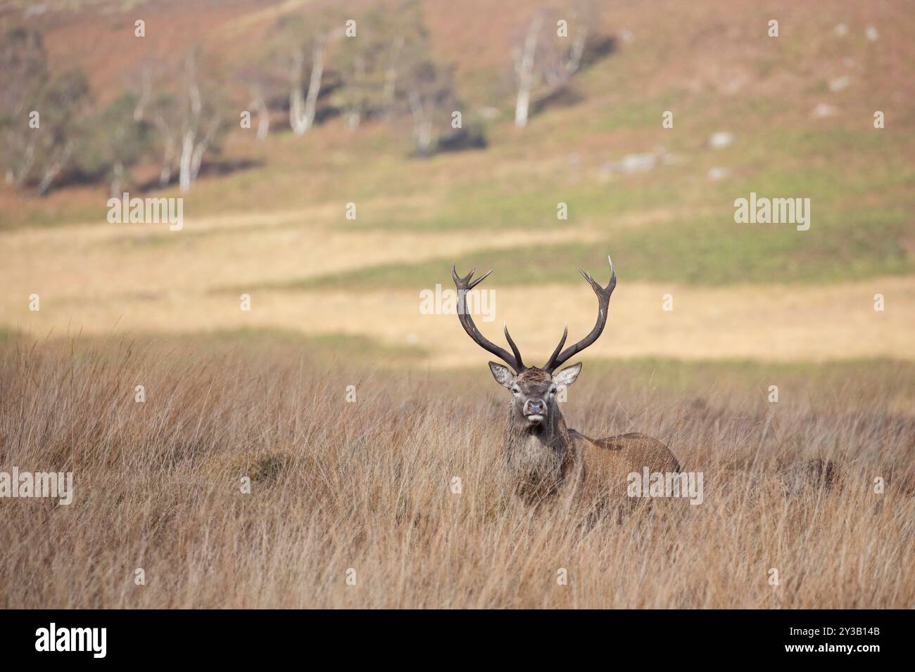 A red deer stag walking close to Curbar Edge in the Peak District Stock ...