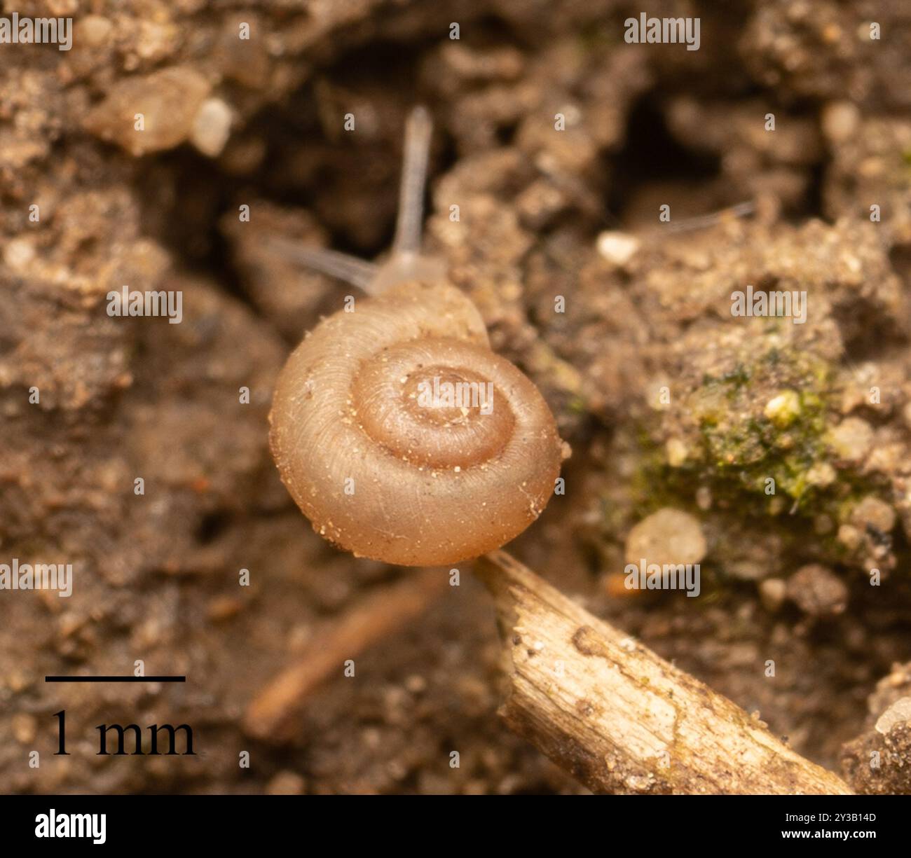 Grass-snails (Vallonia) Mollusca Stock Photo - Alamy