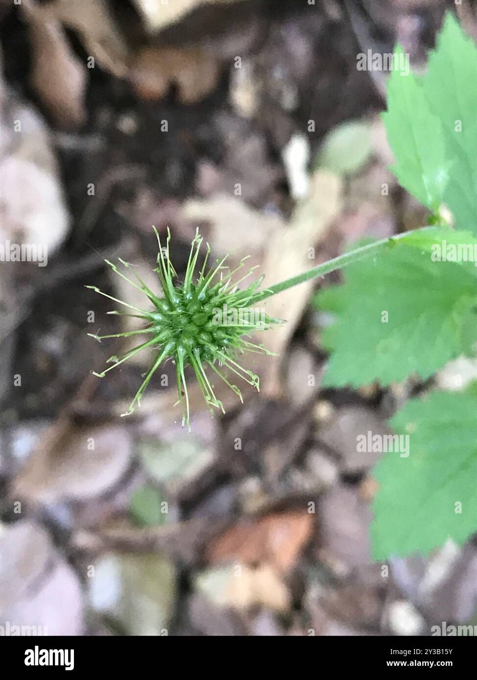 white avens (Geum canadense) Plantae Stock Photo - Alamy