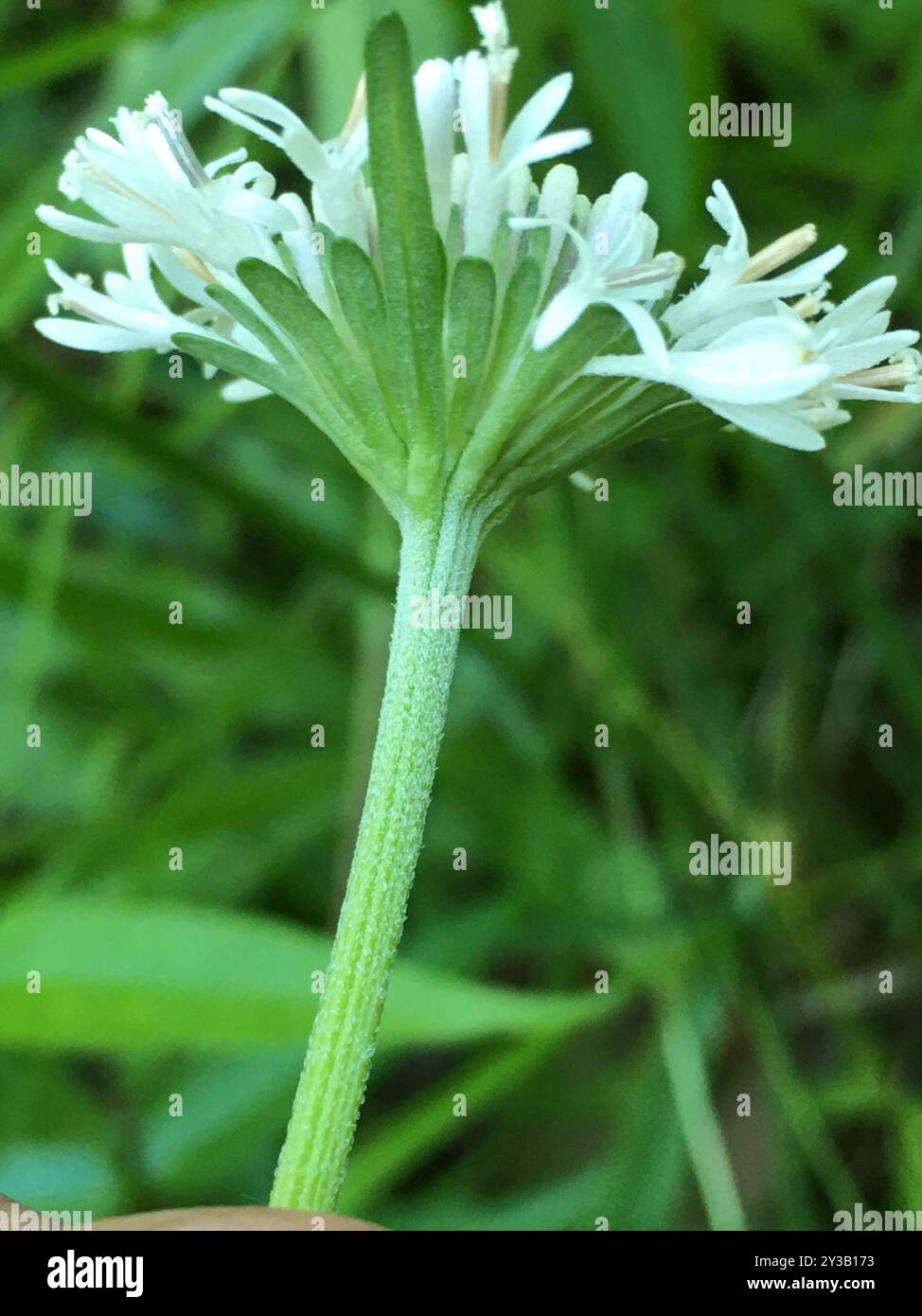 Piedmont Barbara's-buttons (Marshallia obovata) Plantae Stock Photo - Alamy