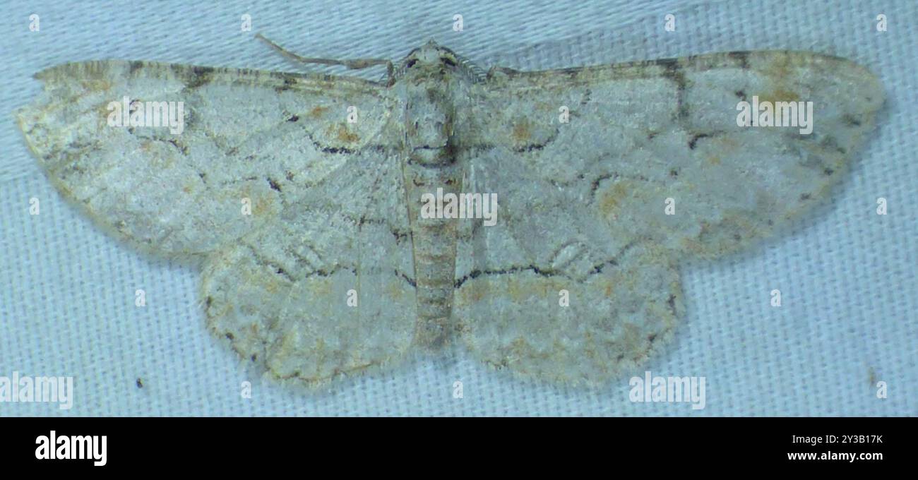 Brown-shaded Gray (Iridopsis defectaria) Insecta Stock Photo - Alamy