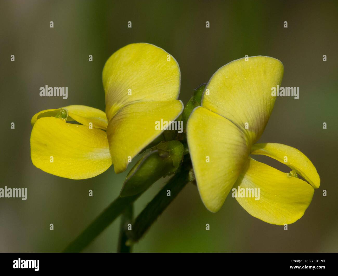 Wild Cowpea (Vigna luteola) Plantae Stock Photo - Alamy