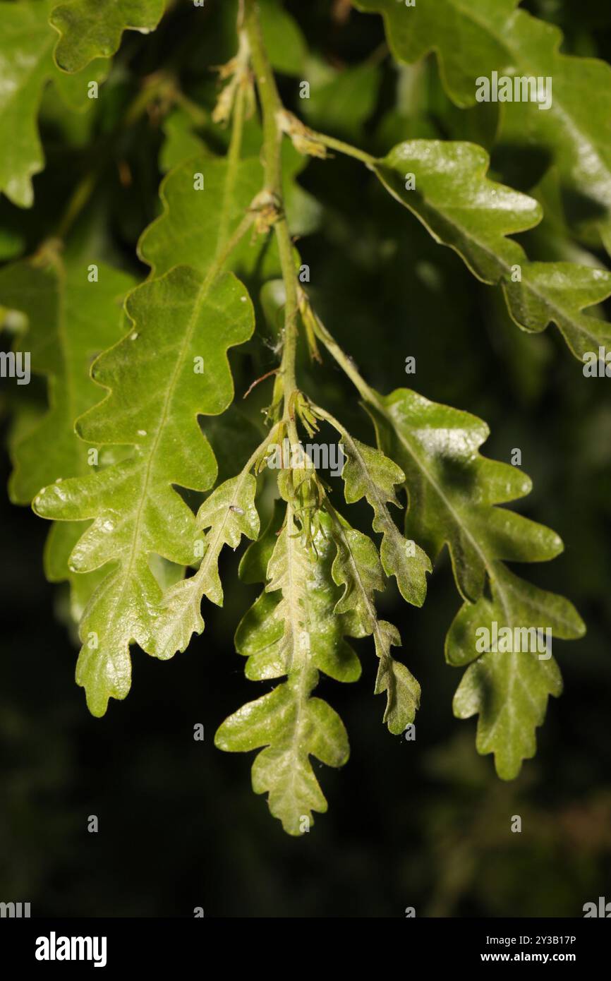 Turkey Oak (Quercus cerris) Plantae Stock Photo - Alamy