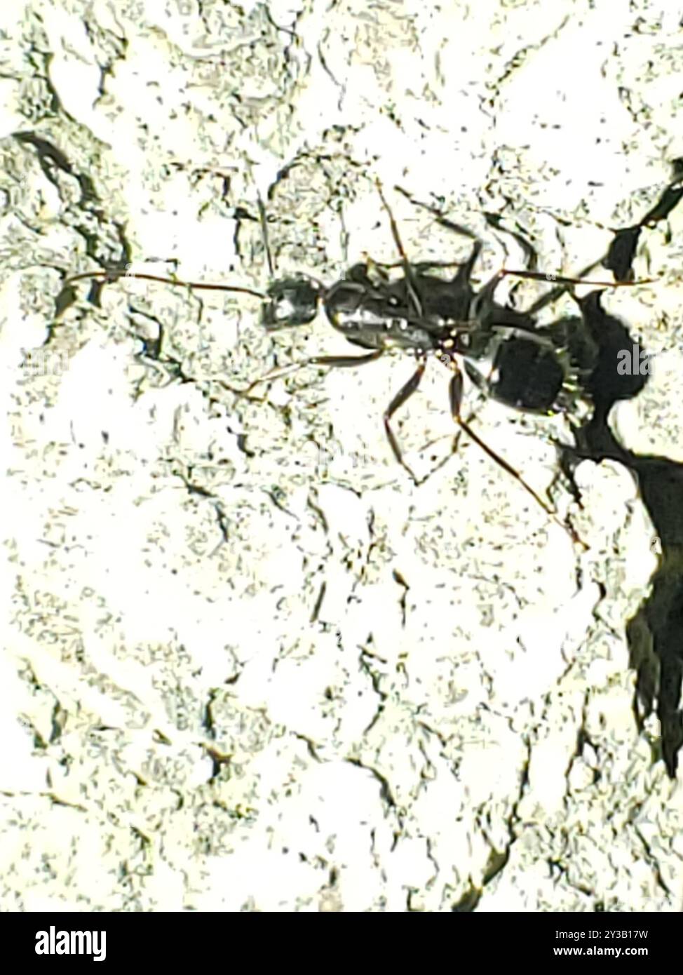 Hairy Smooth Carpenter Ant (Camponotus laevissimus) Insecta Stock Photo ...