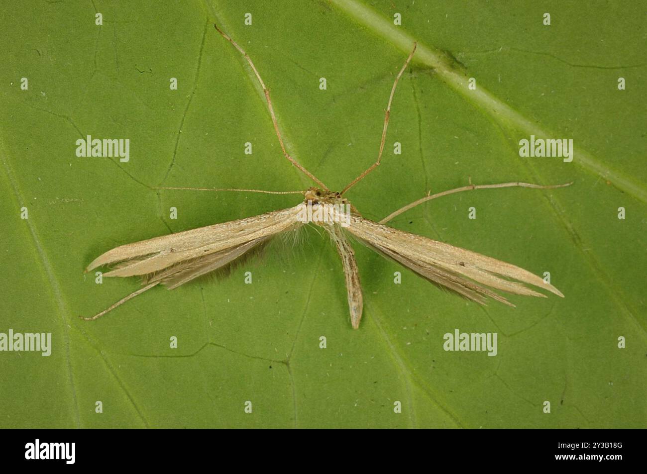Morning-glory Plume Moth (Emmelina monodactyla) Insecta Stock Photo - Alamy