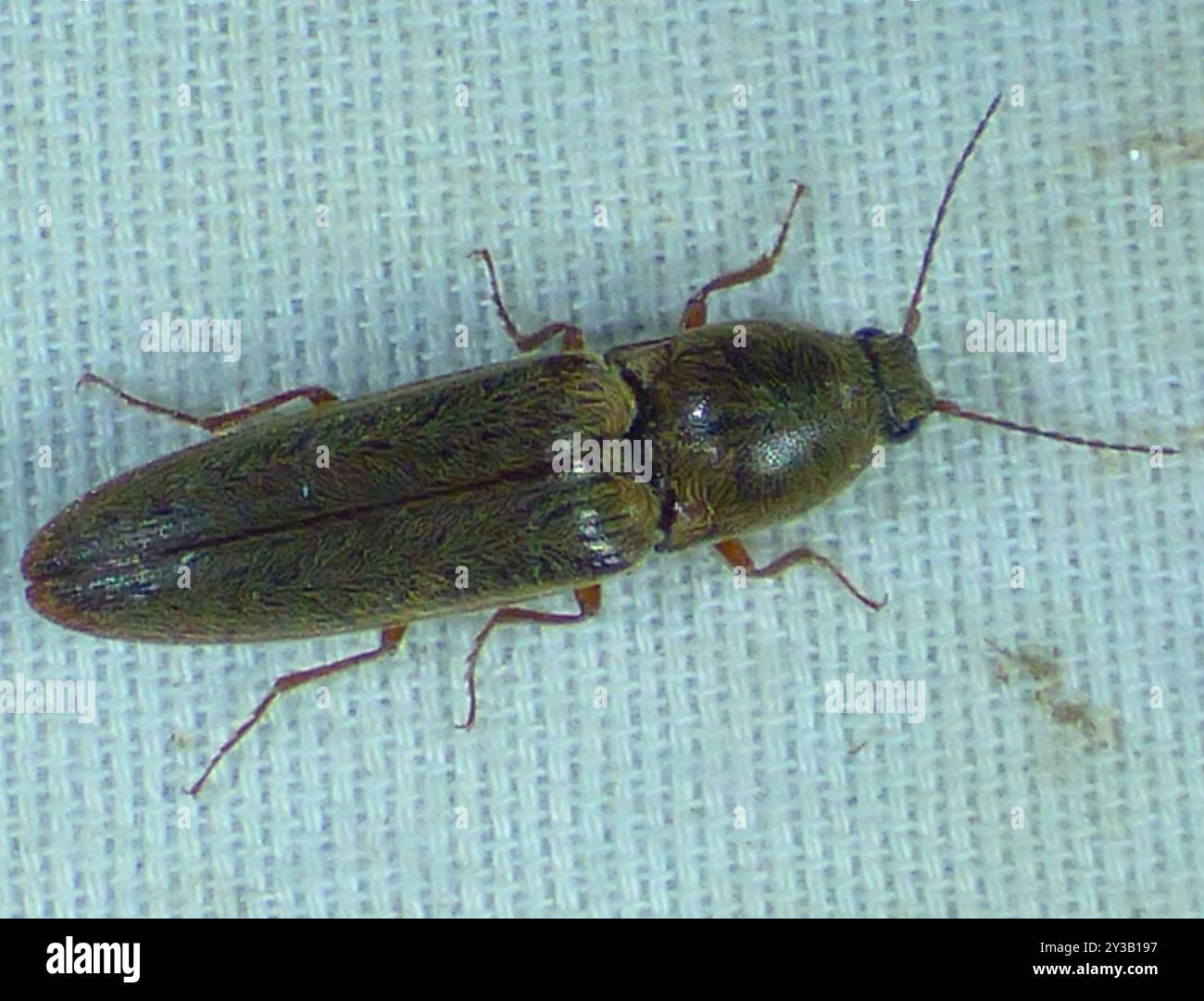 (Gambrinus griseus) Insecta Stock Photo - Alamy