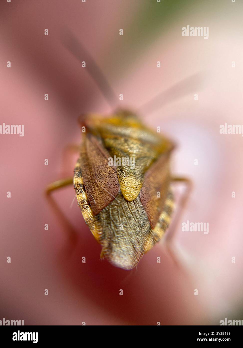 Black-shouldered Shieldbug (Carpocoris purpureipennis) Insecta Stock ...