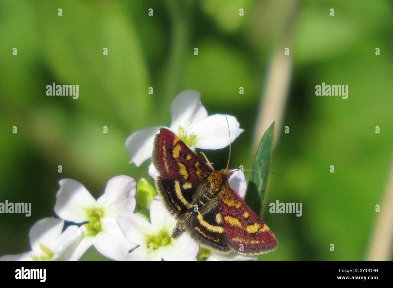 Common Crimson-and-gold Moth (Pyrausta purpuralis) Insecta Stock Photo ...
