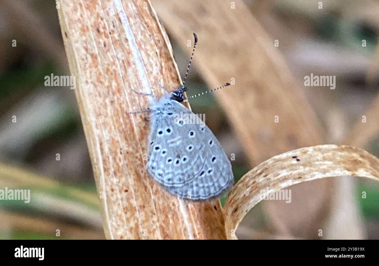 Tiny Grass Blue (Zizula hylax) Insecta Stock Photo - Alamy