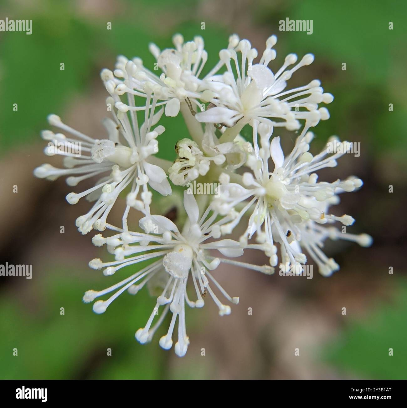white baneberry (Actaea pachypoda) Plantae Stock Photo - Alamy