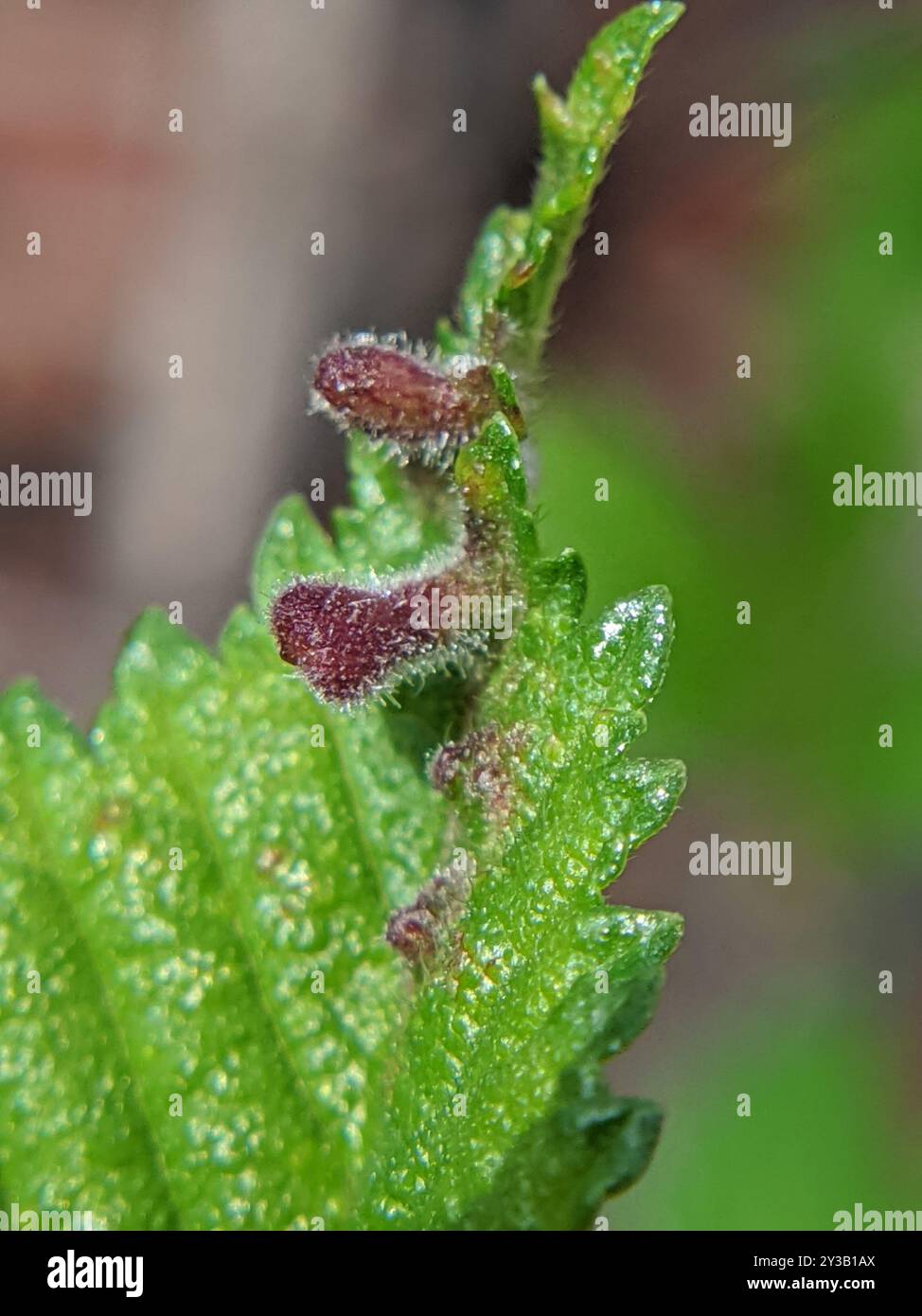 Rice Root Aphid (Tetraneura akinire) Insecta Stock Photo - Alamy