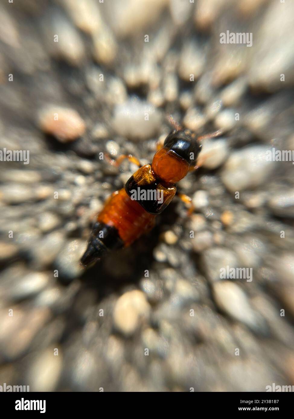 Red Rove Beetle (Oxyporus rufus) Insecta Stock Photo - Alamy