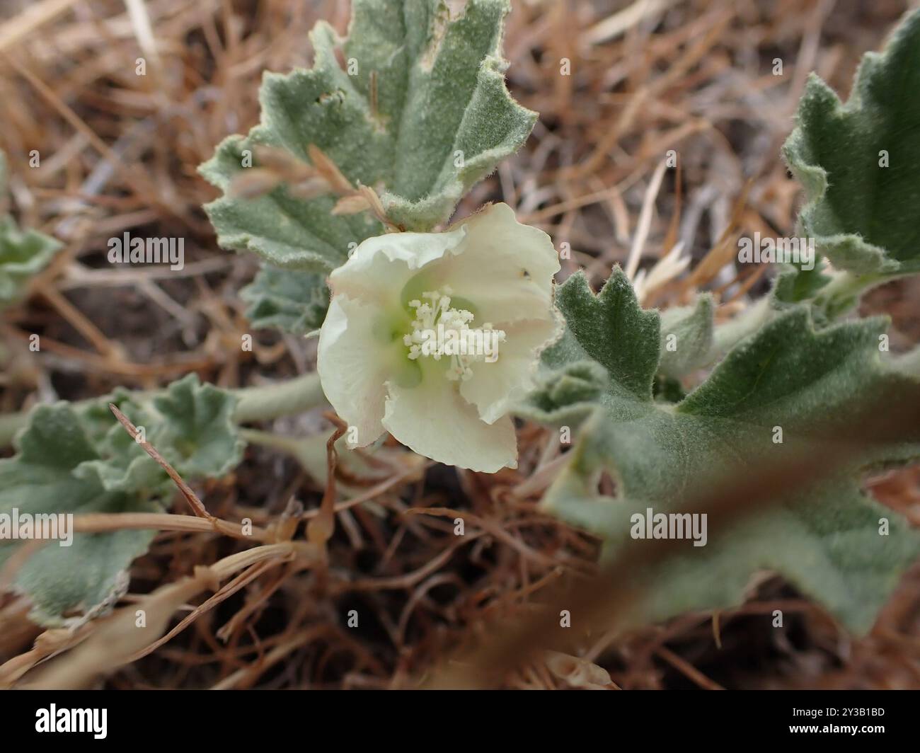 alkali mallow (Malvella leprosa) Plantae Stock Photo - Alamy