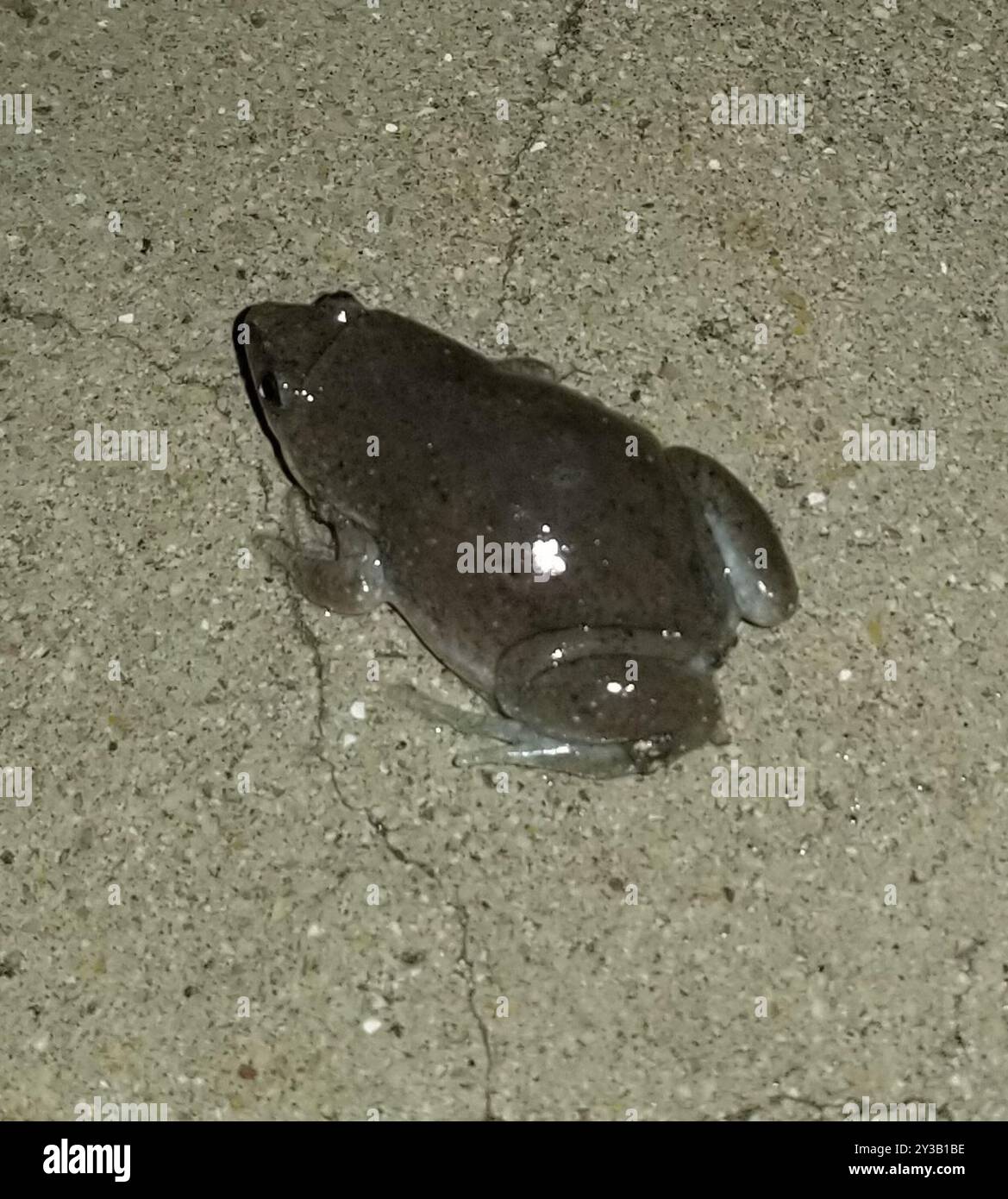 Western Narrow-mouthed Toad (Gastrophryne olivacea) Amphibia Stock ...