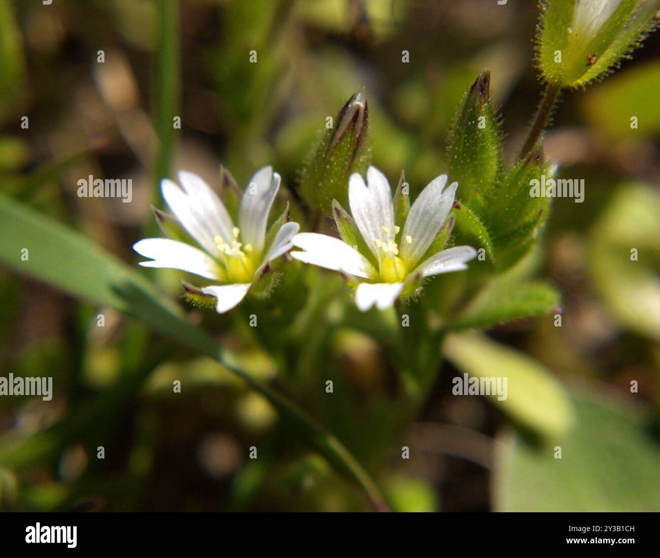 Common mouse-ear chickweed (Cerastium fontanum) Plantae Stock Photo - Alamy
