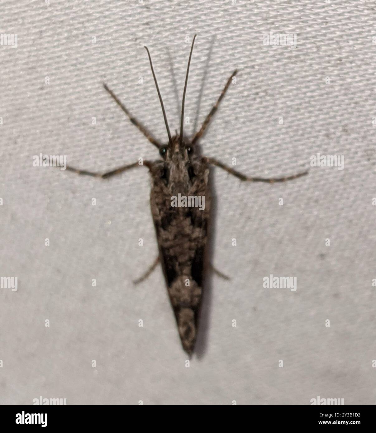 Giant Casemaker Caddisflies (Phryganeidae) Insecta Stock Photo - Alamy