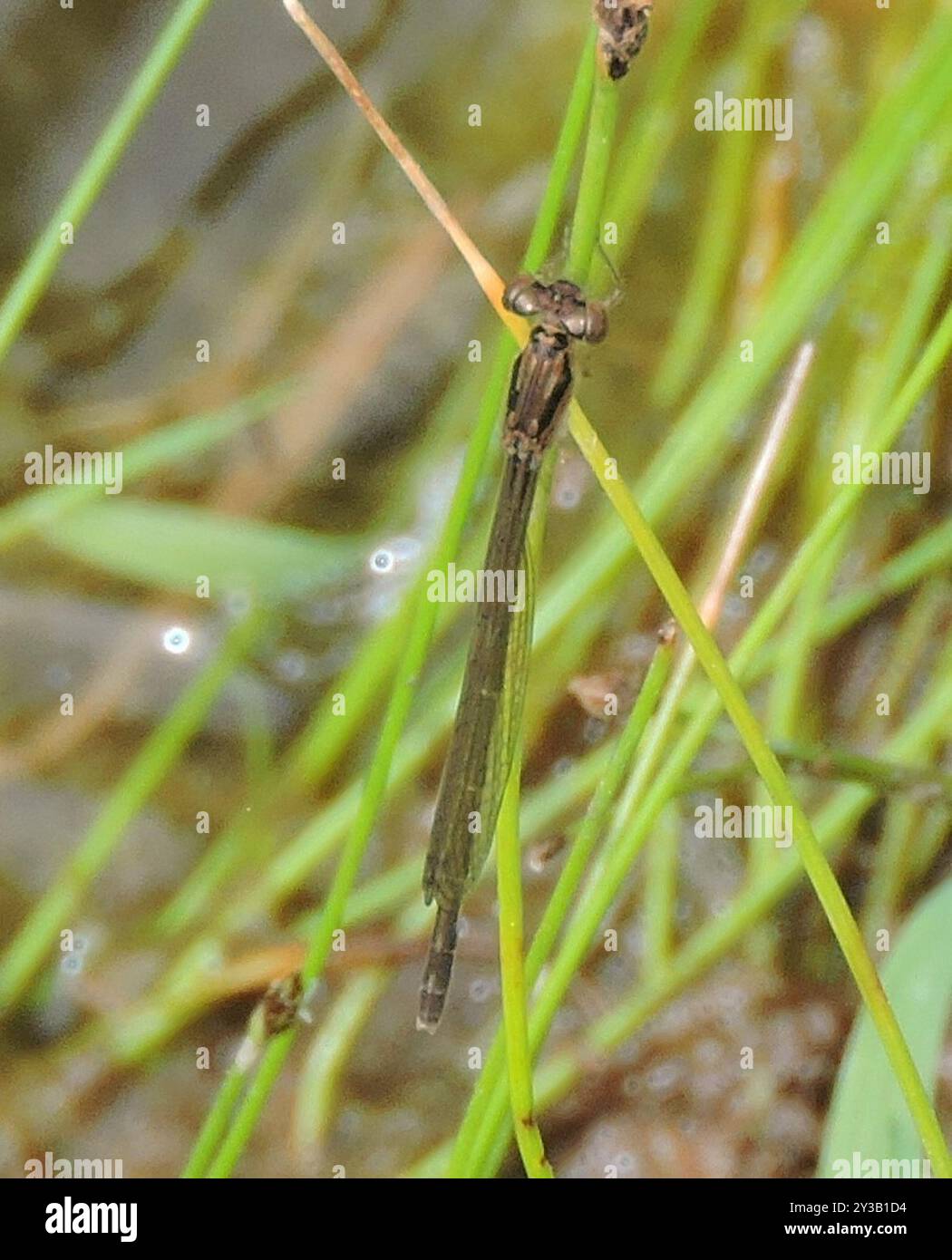 Fragile Forktail (Ischnura posita) Insecta Stock Photo - Alamy