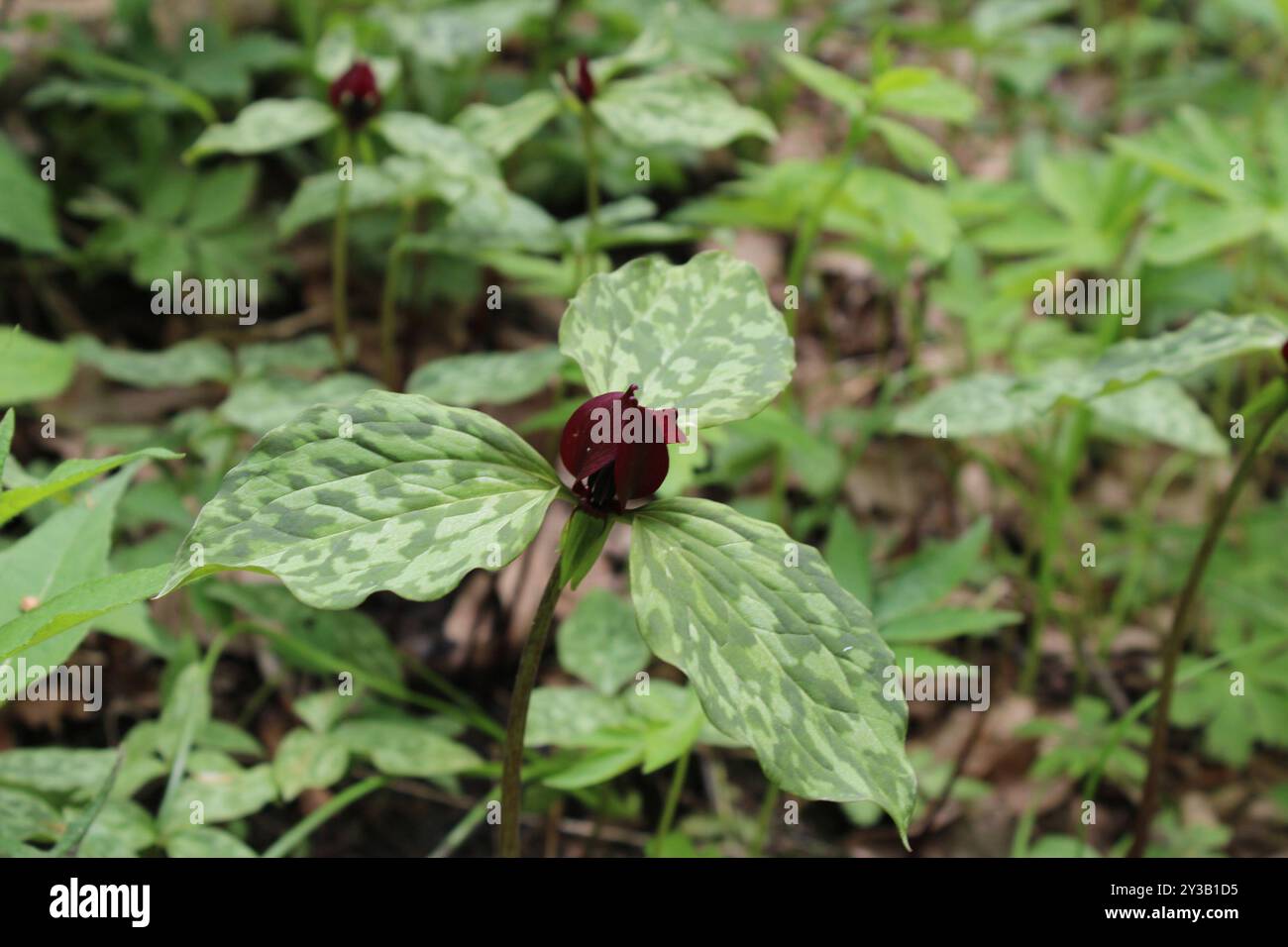 prairie trillium (Trillium recurvatum) Plantae Stock Photo - Alamy