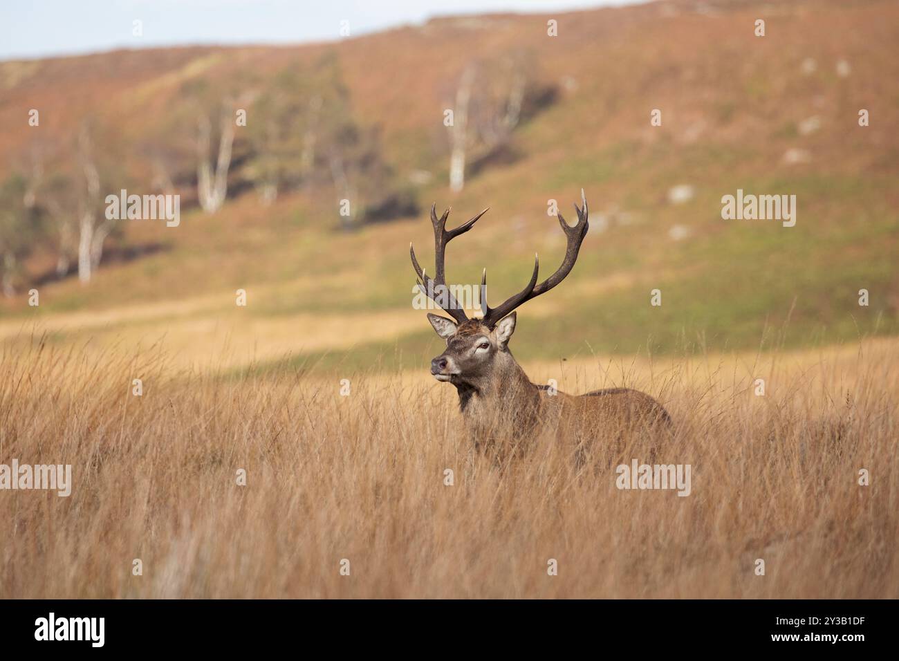 A red deer stag walking close to Curbar Edge in the Peak District Stock ...