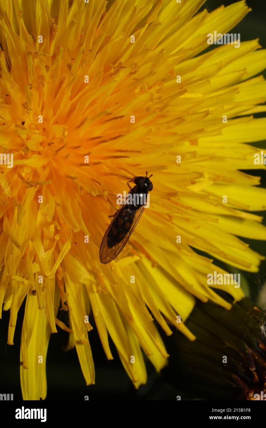 Ladder-backed Hover Fly (Melanostoma scalare) Insecta Stock Photo - Alamy