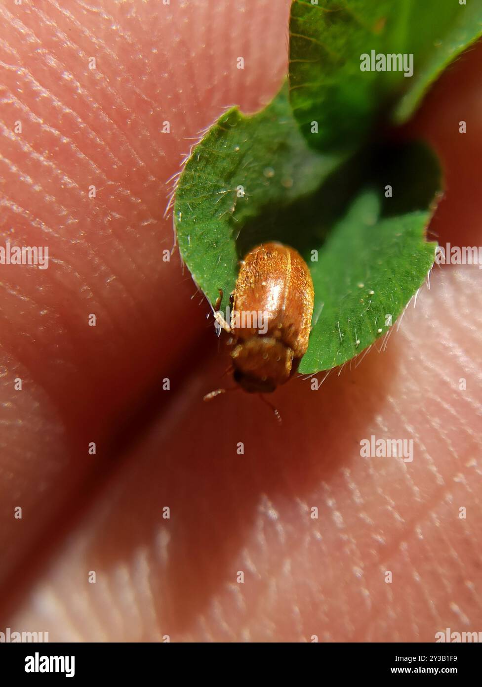 Raspberry Beetle (Byturus tomentosus) Insecta Stock Photo - Alamy