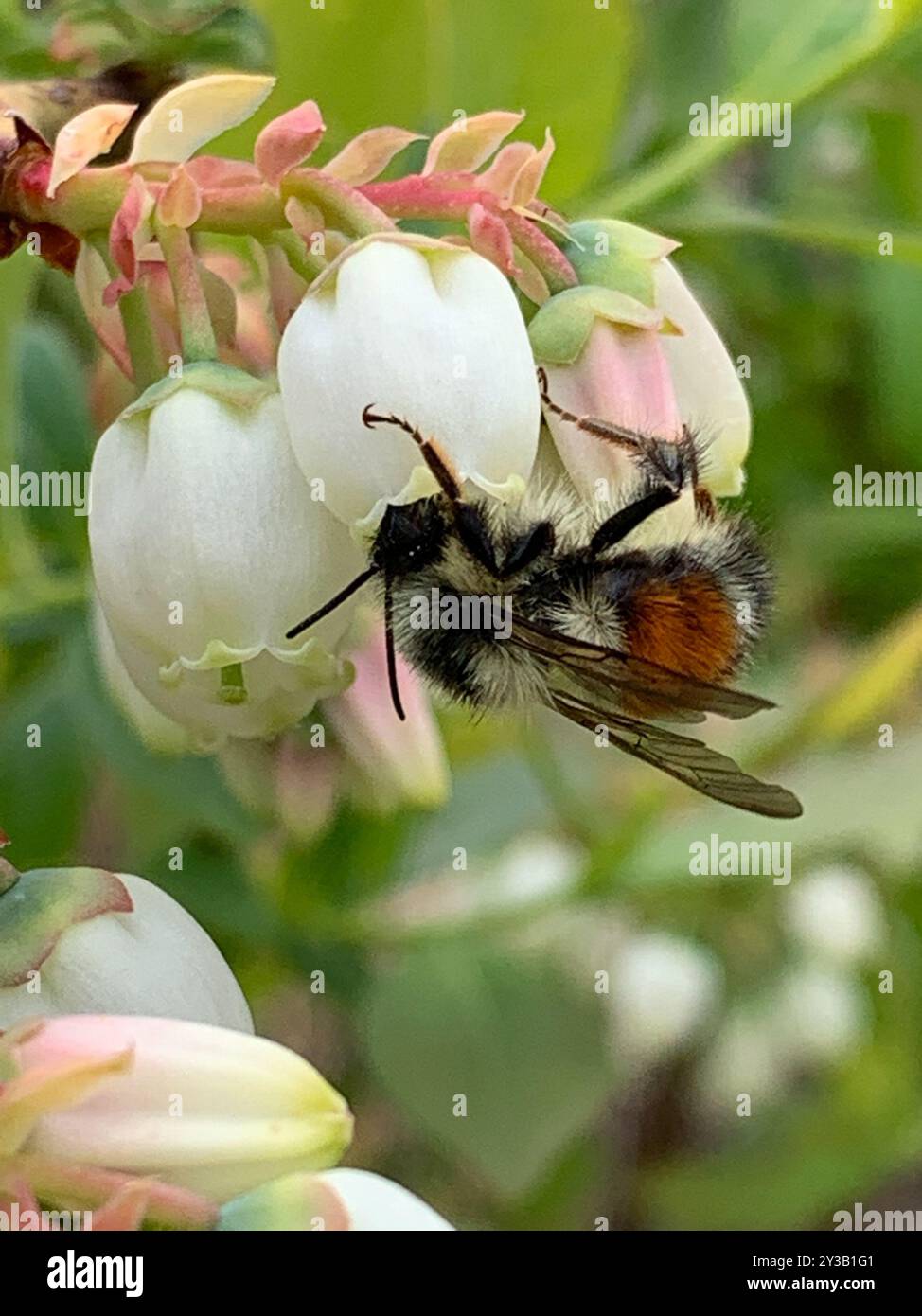Black-tailed Bumble Bee (Bombus melanopygus) Insecta Stock Photo - Alamy