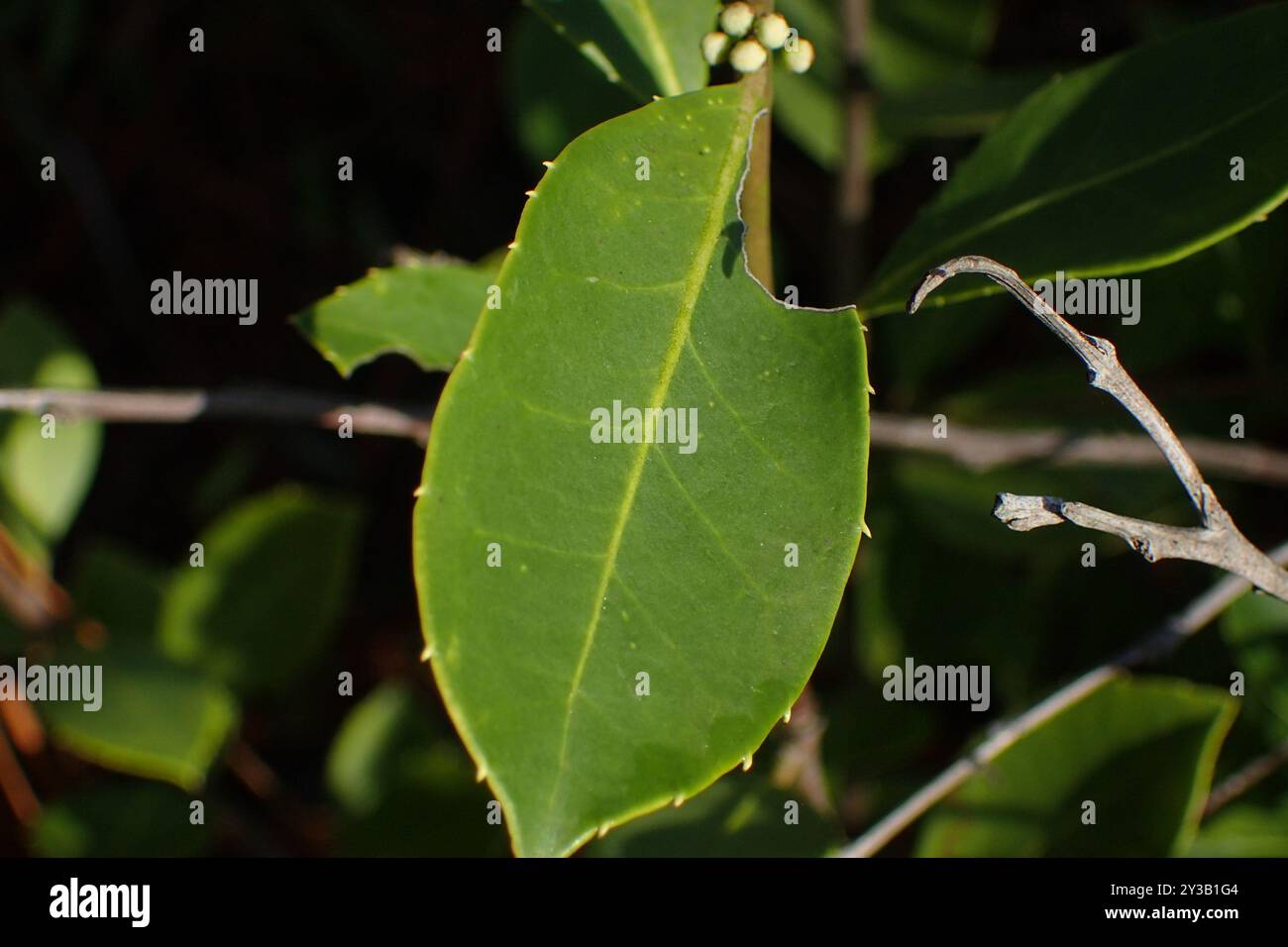 Large Gallberry (Ilex coriacea) Plantae Stock Photo - Alamy
