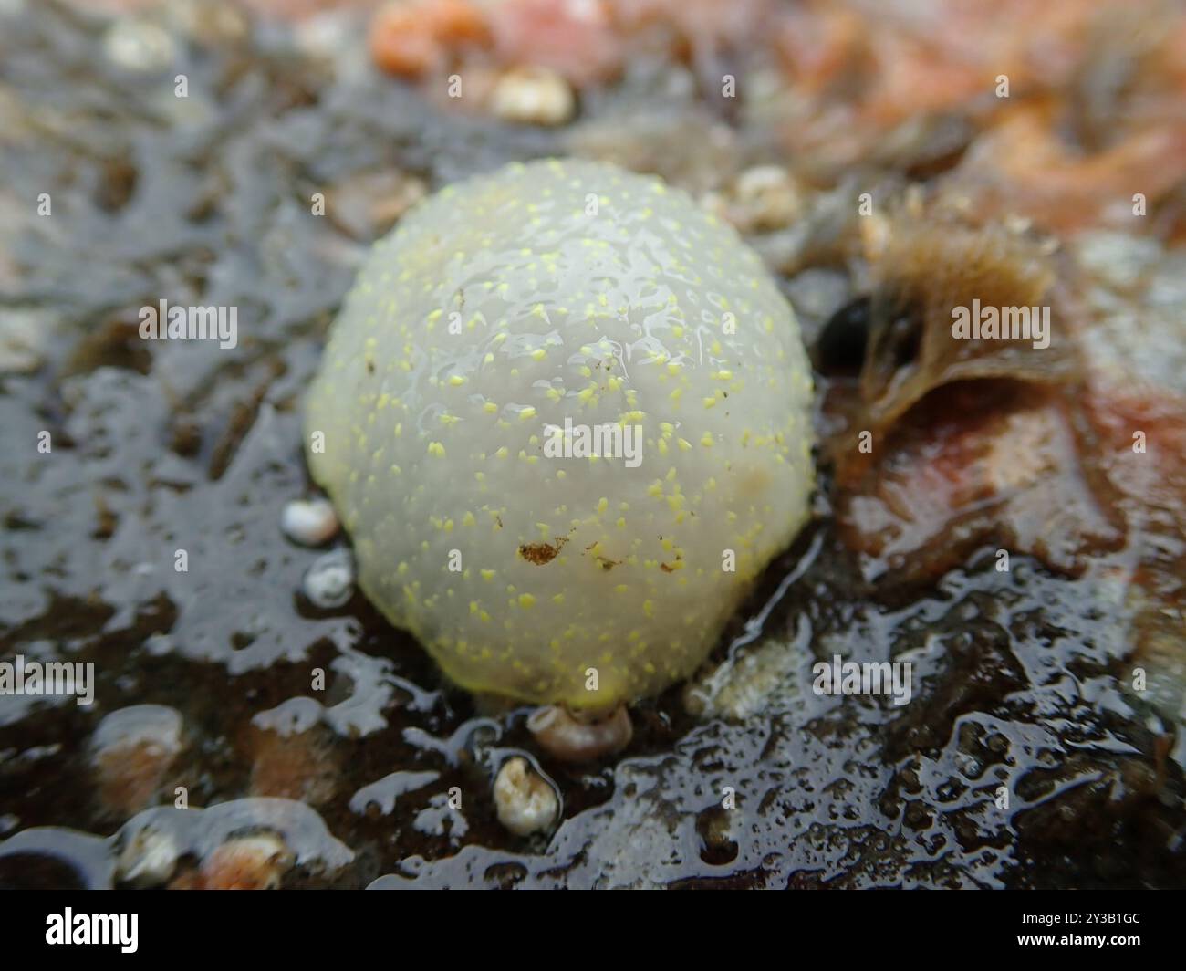 Hudson's Horned Dorid (Acanthodoris hudsoni) Mollusca Stock Photo - Alamy