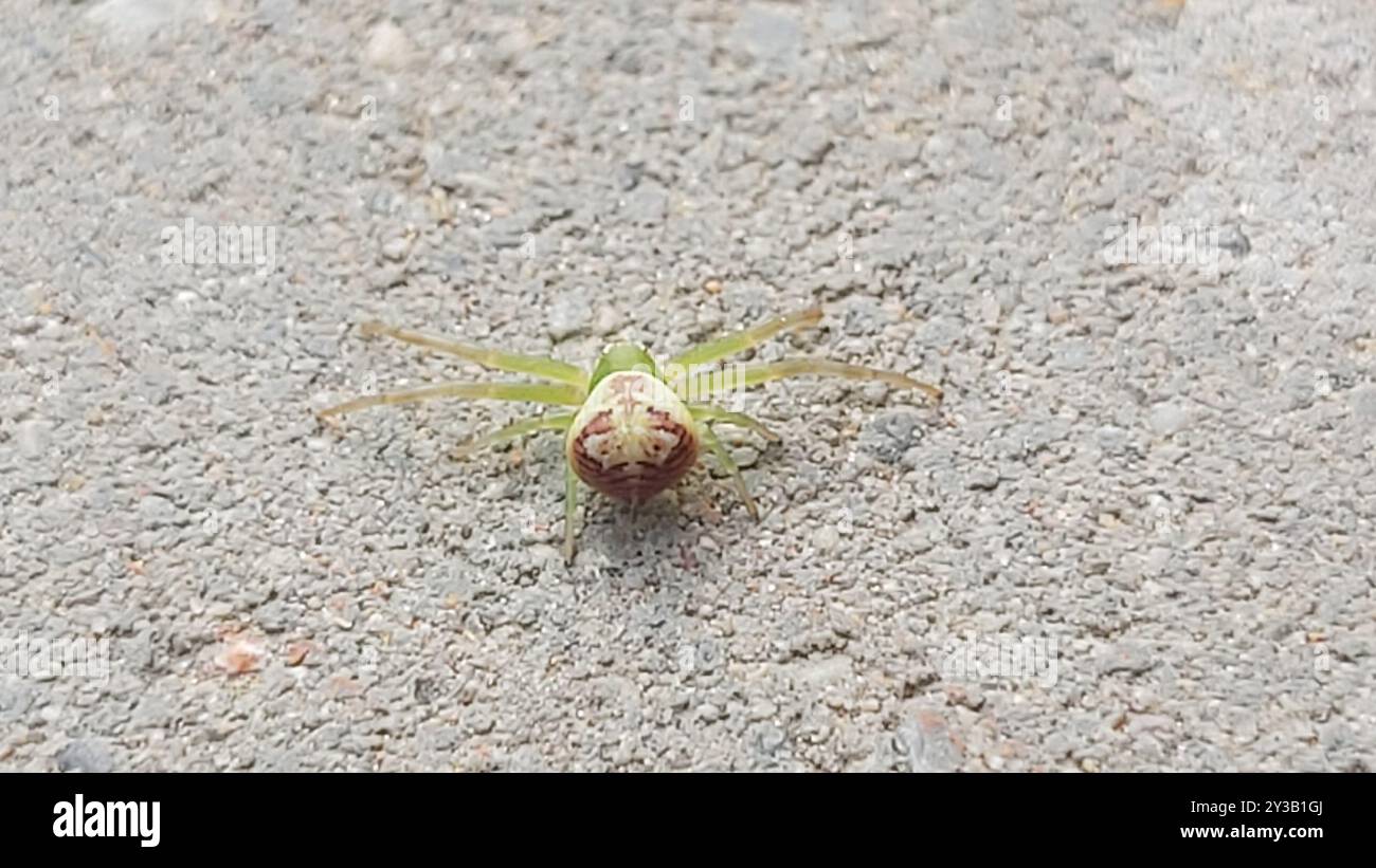 Triangle Crab Spider (Ebrechtella tricuspidata) Arachnida Stock Photo ...