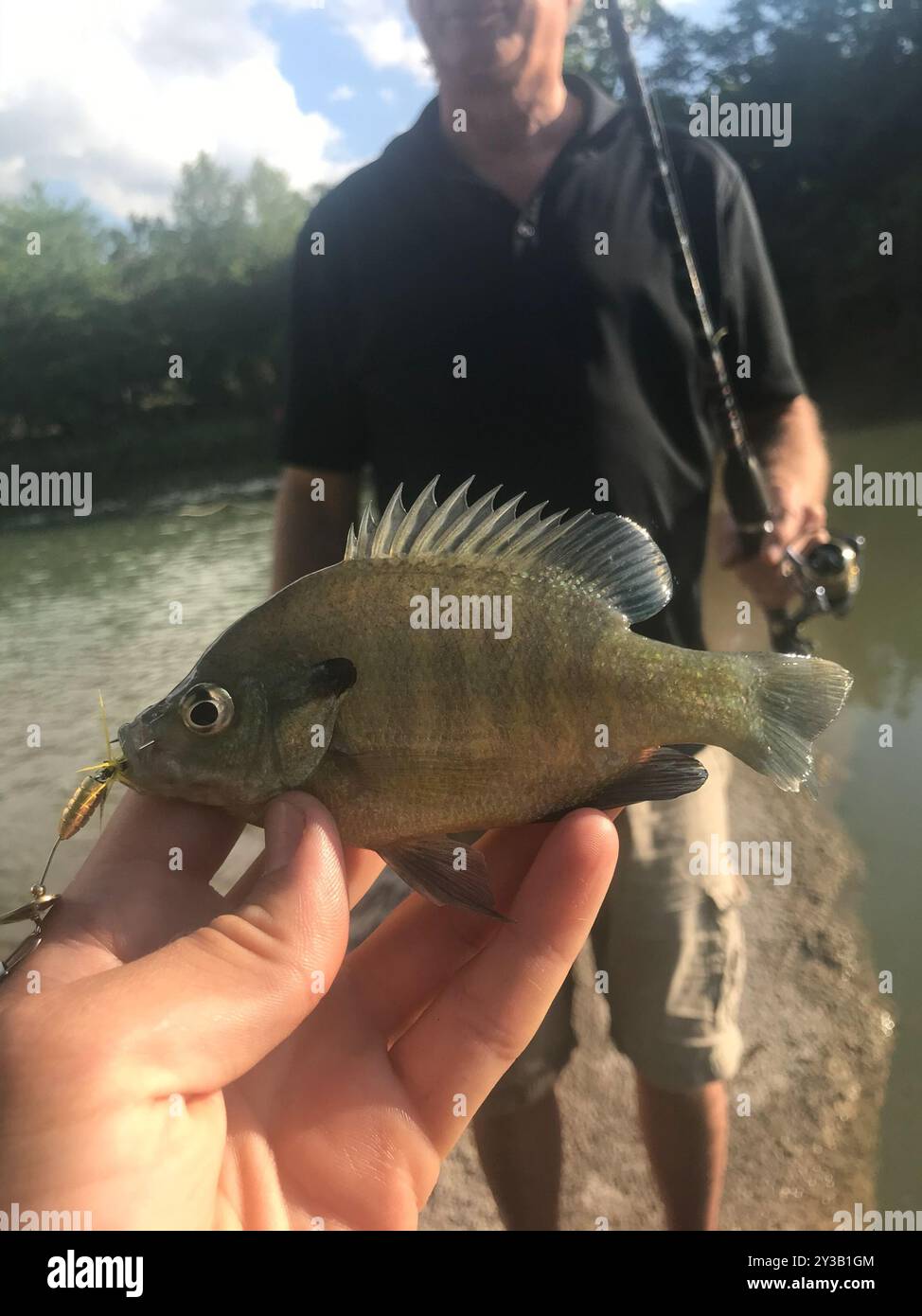 Bluegill (Lepomis macrochirus) Actinopterygii Stock Photo - Alamy