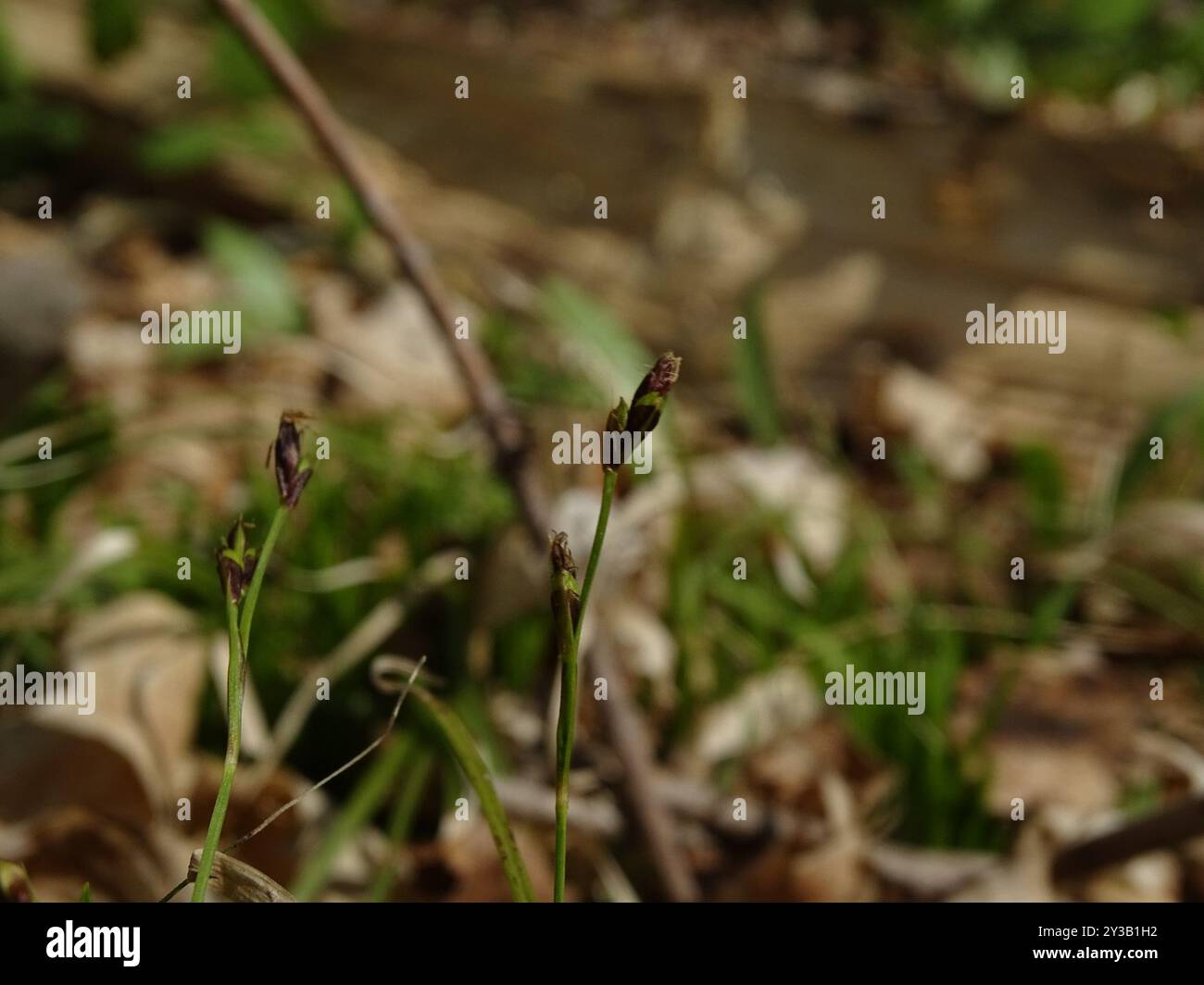 long-stalked sedge (Carex pedunculata) Plantae Stock Photo - Alamy