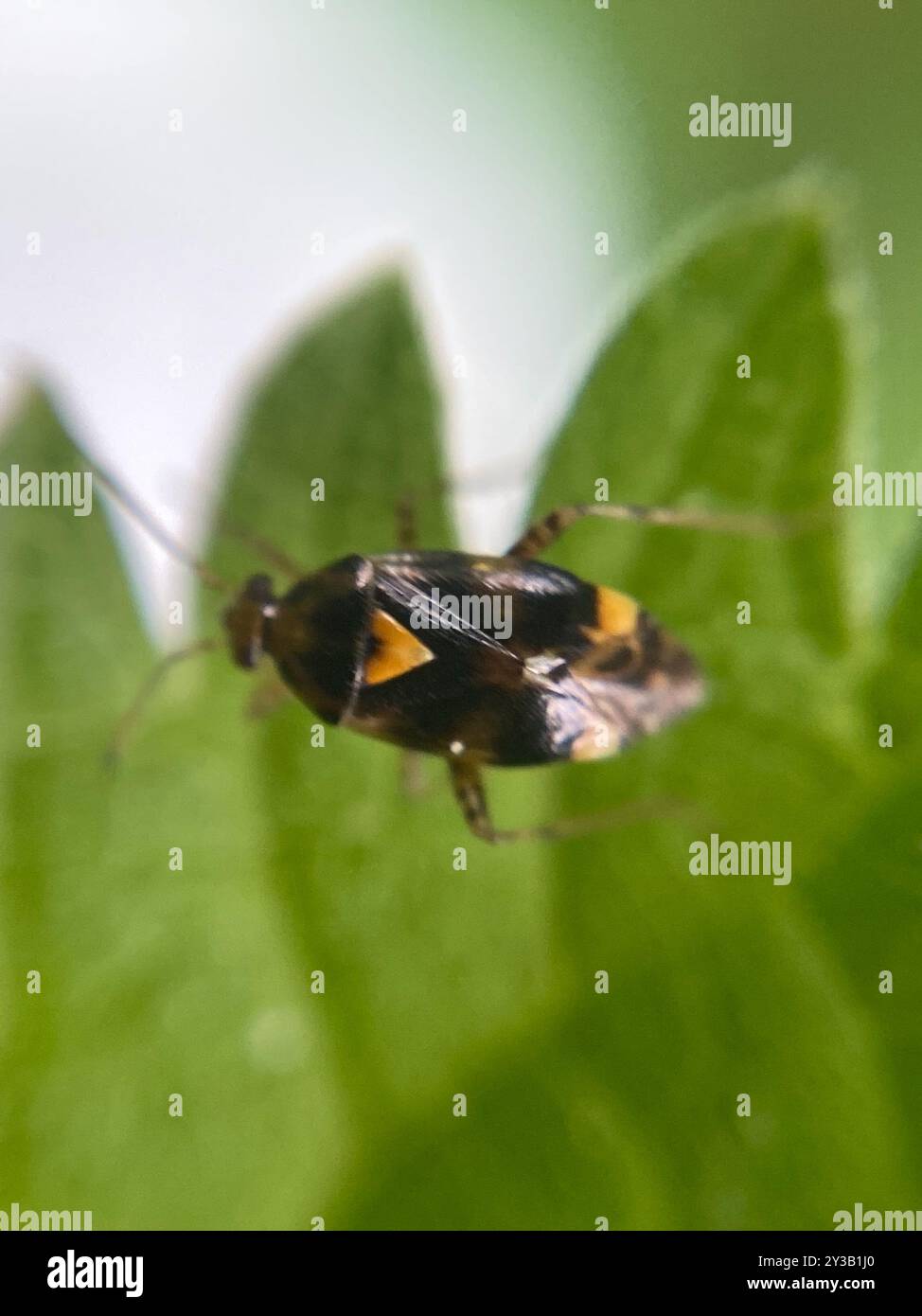 Three Spotted Nettle Bug (Liocoris tripustulatus) Insecta Stock Photo ...