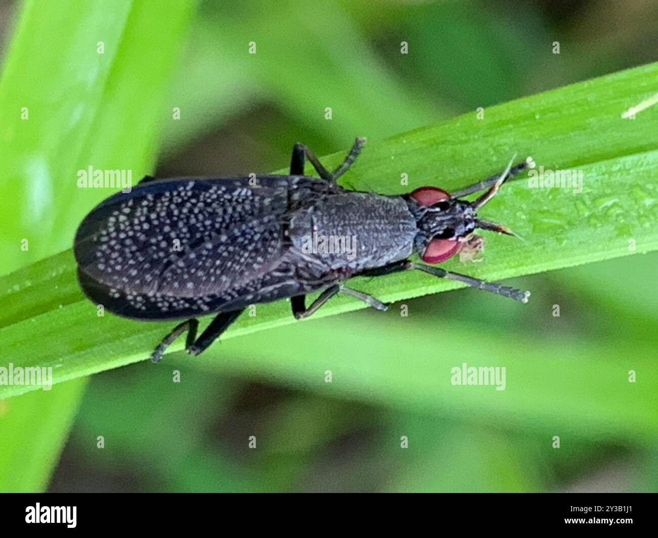 Sieve-winged Snailkiller (Coremacera marginata) Insecta Stock Photo - Alamy