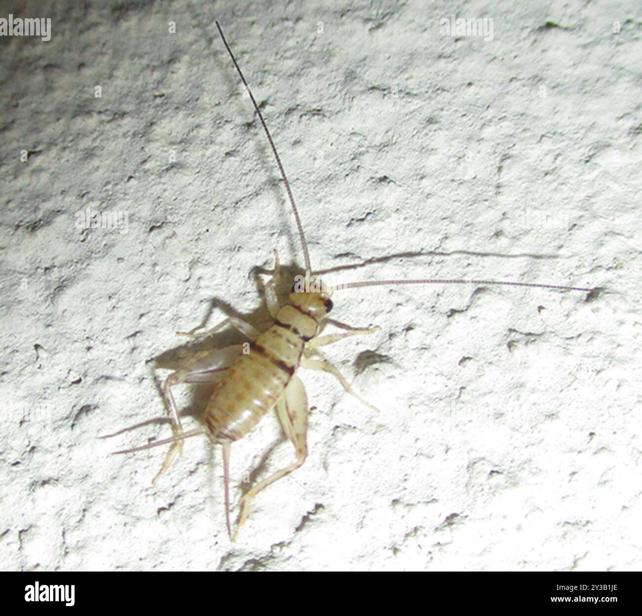 Tropical House Cricket (Gryllodes sigillatus) Insecta Stock Photo - Alamy