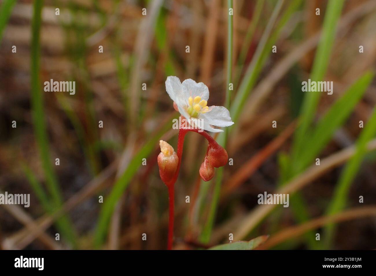 Pink Sundew (Drosera capillaris) Plantae Stock Photo - Alamy