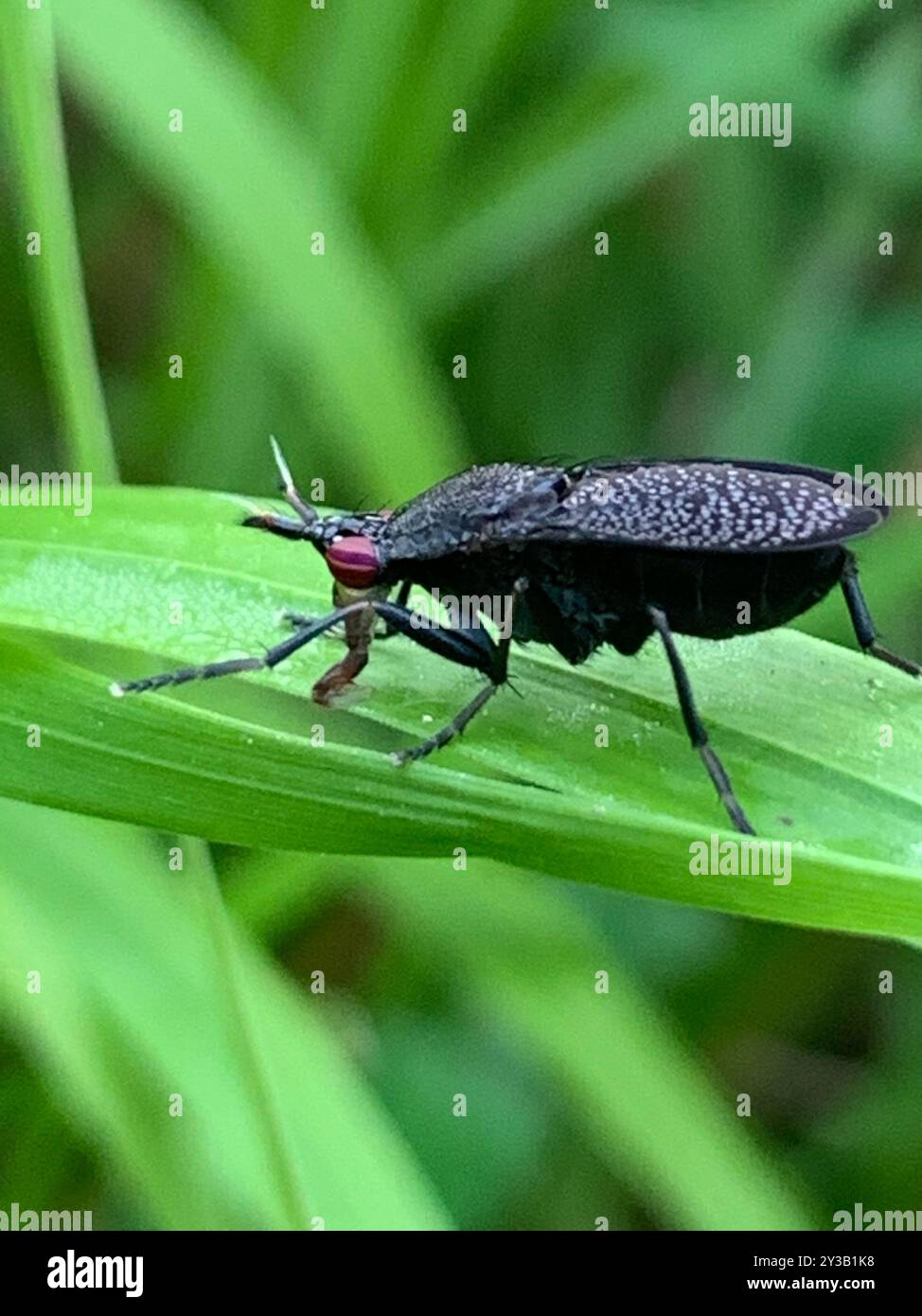 Sieve-winged Snailkiller (Coremacera marginata) Insecta Stock Photo - Alamy